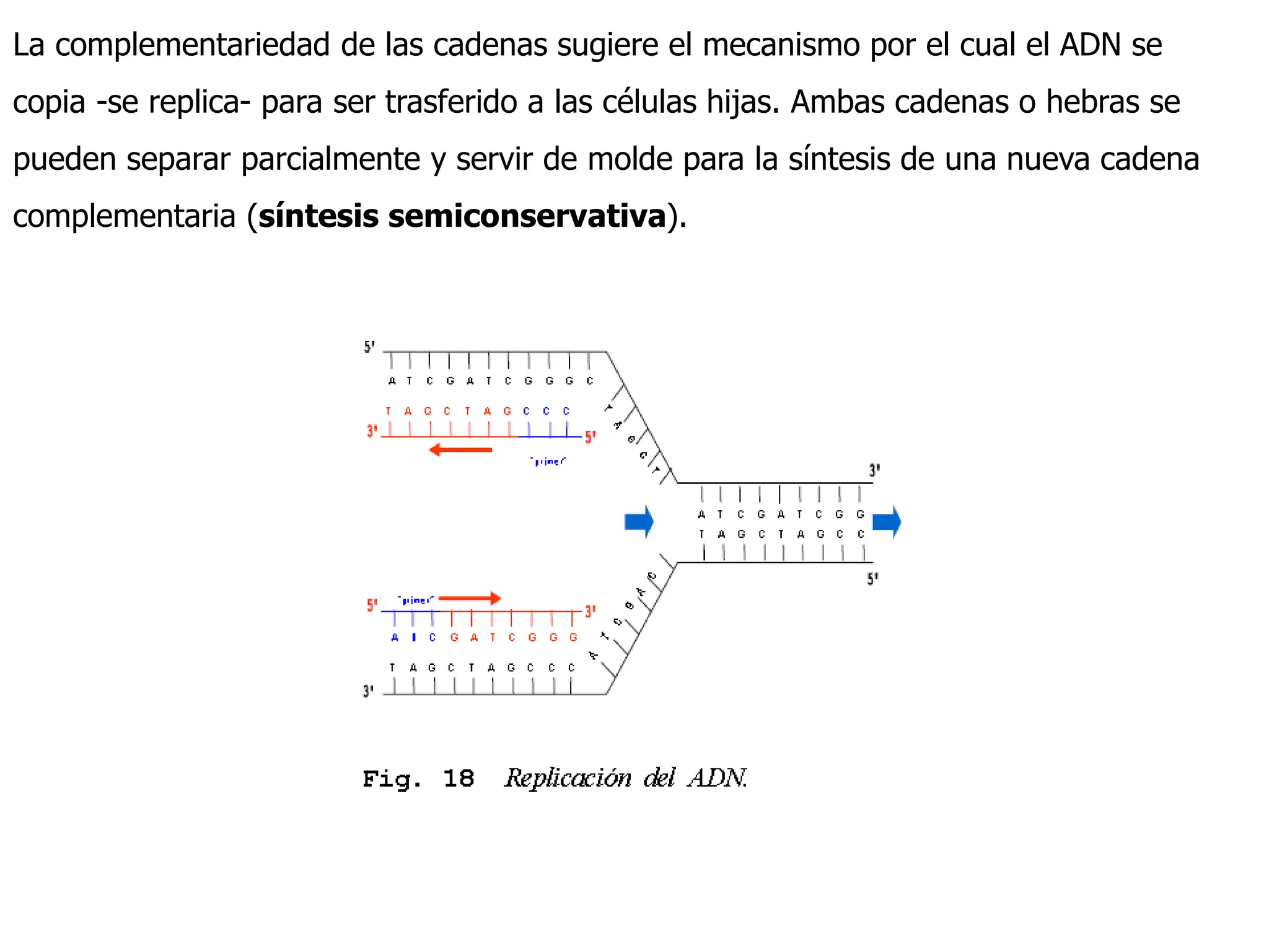 BIOMOLECULAS biologia presentaciones ... | PPTX