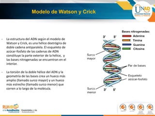 Biomoleculas - Acidos nucleicos.pptx