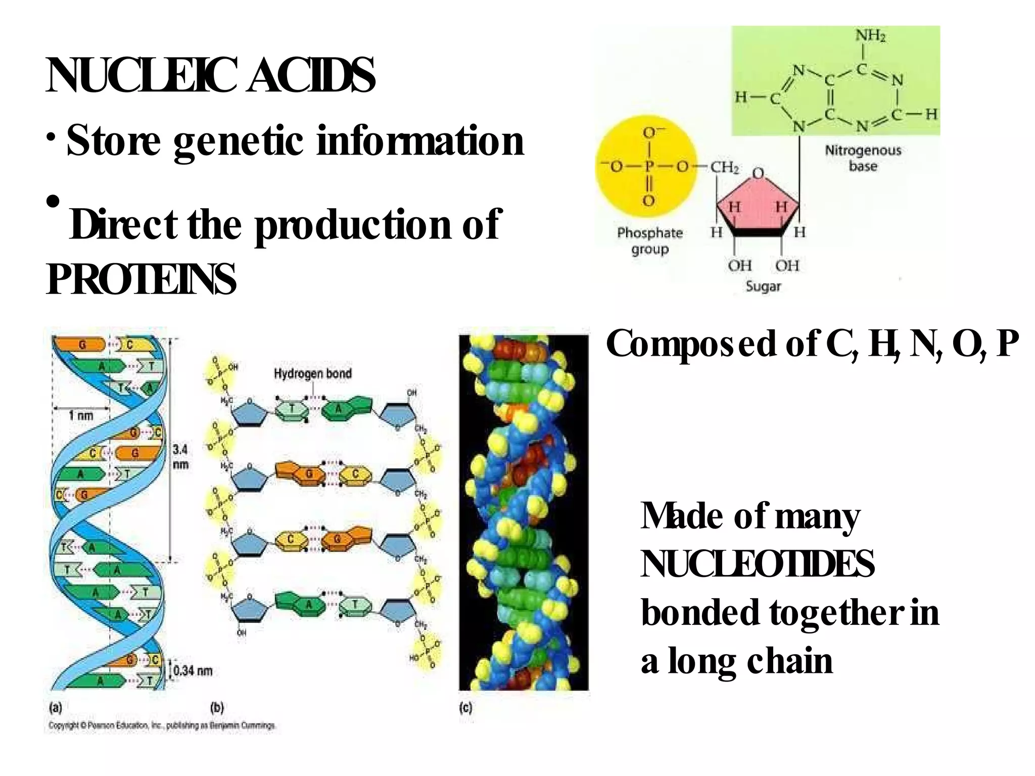 Biomolecules | PPT