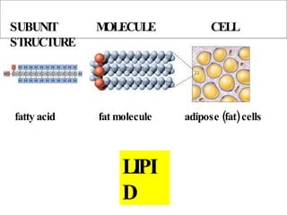 Biomolecules | PPT