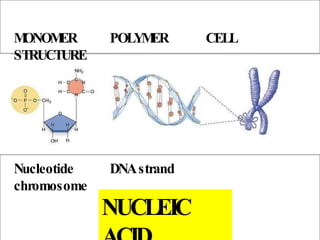 Biomolecules | PPT