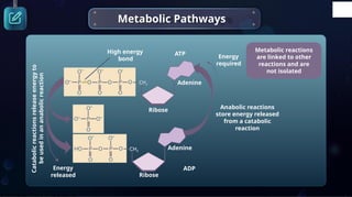 Biomolecules bology grade 11 oppr-1.pptx
