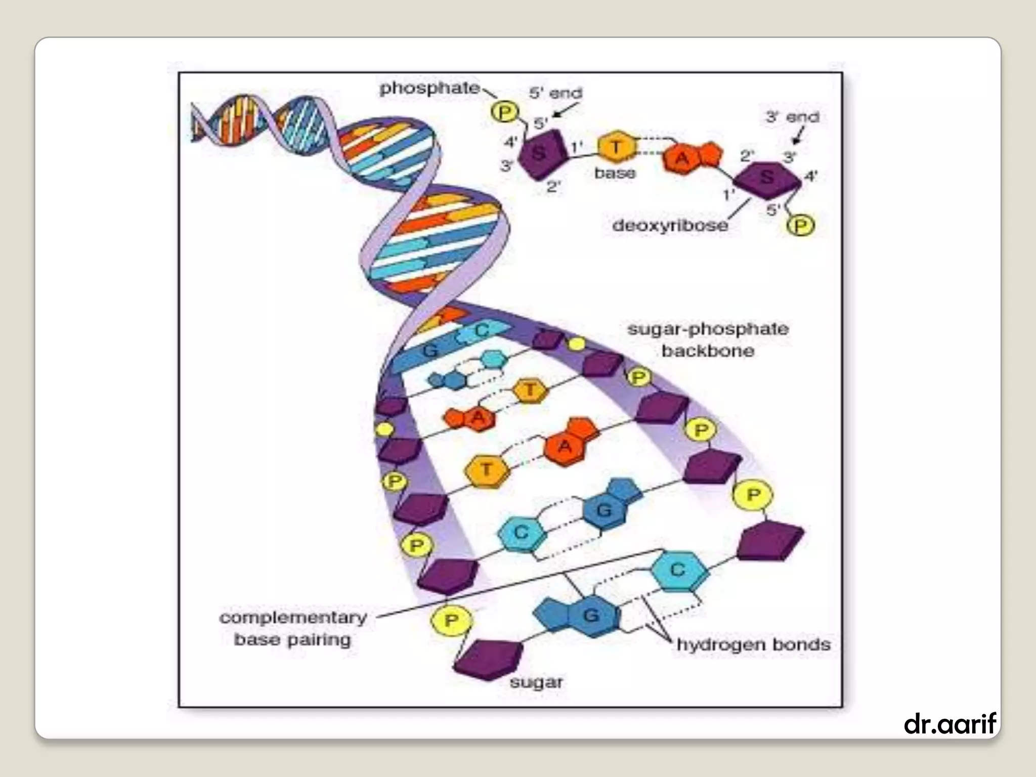 Biomolecules | PPSX
