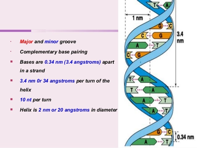Complementary Base Pairing Rna
