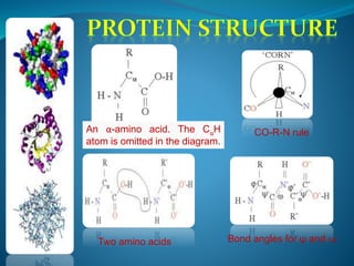 Protein as a Biomolecule | PPTX