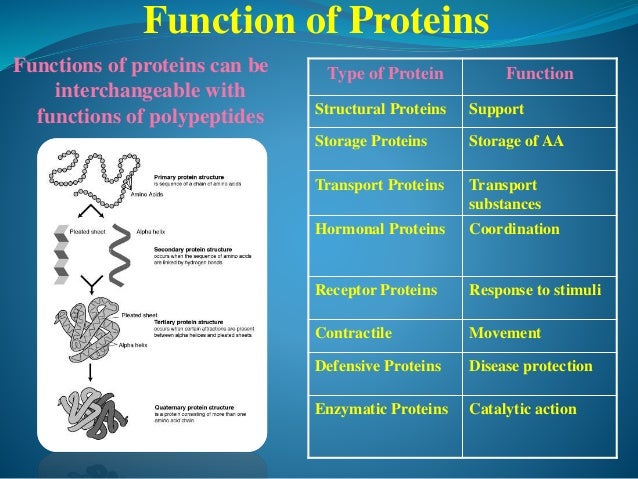 Proteins Examples Bio 150