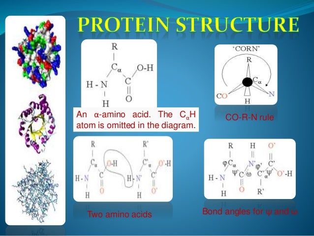 Protein as a Biomolecule