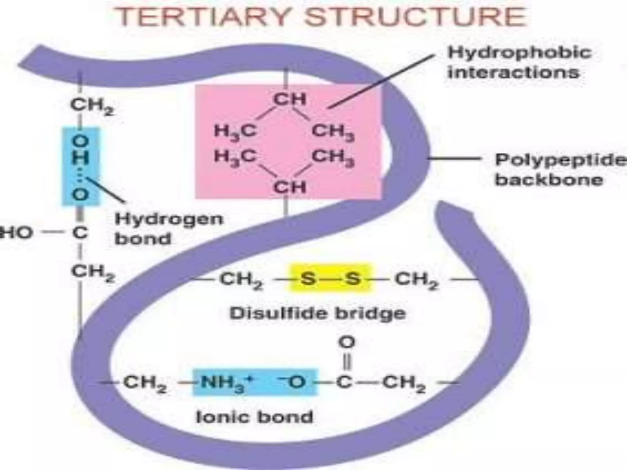 Biomolecules | PPT