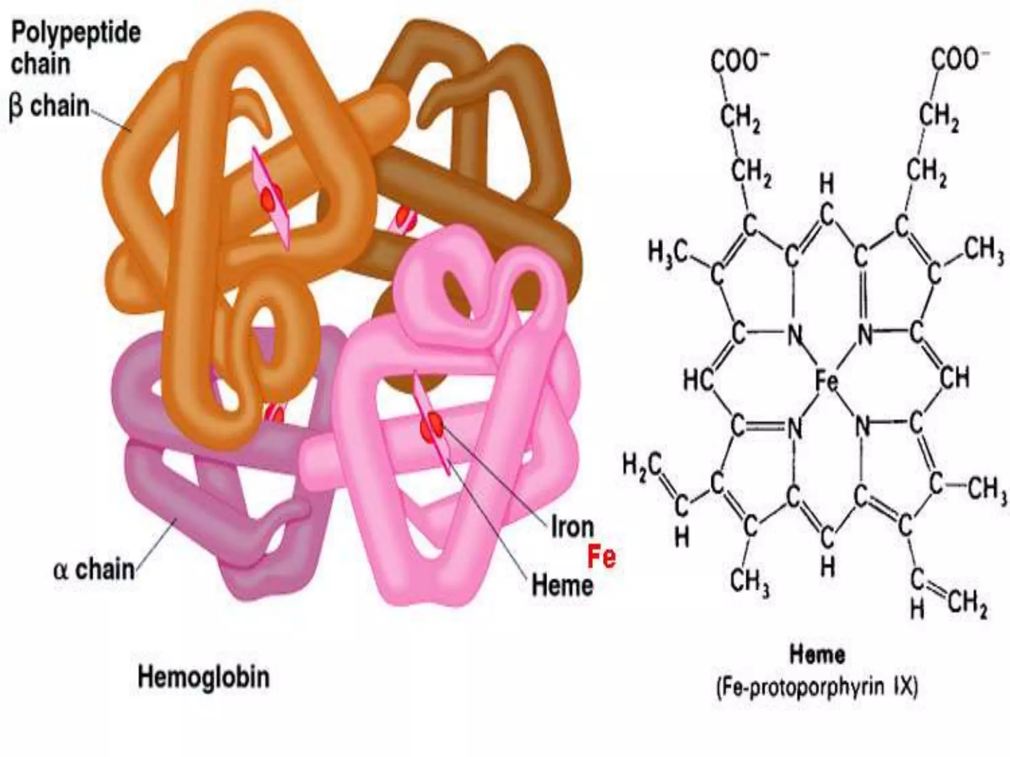 Biomolecules | PPT