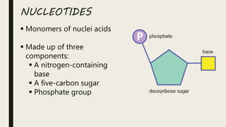 Biomolecules | PPTX