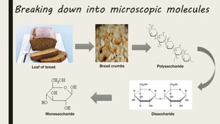 Biomolecules | PPTX