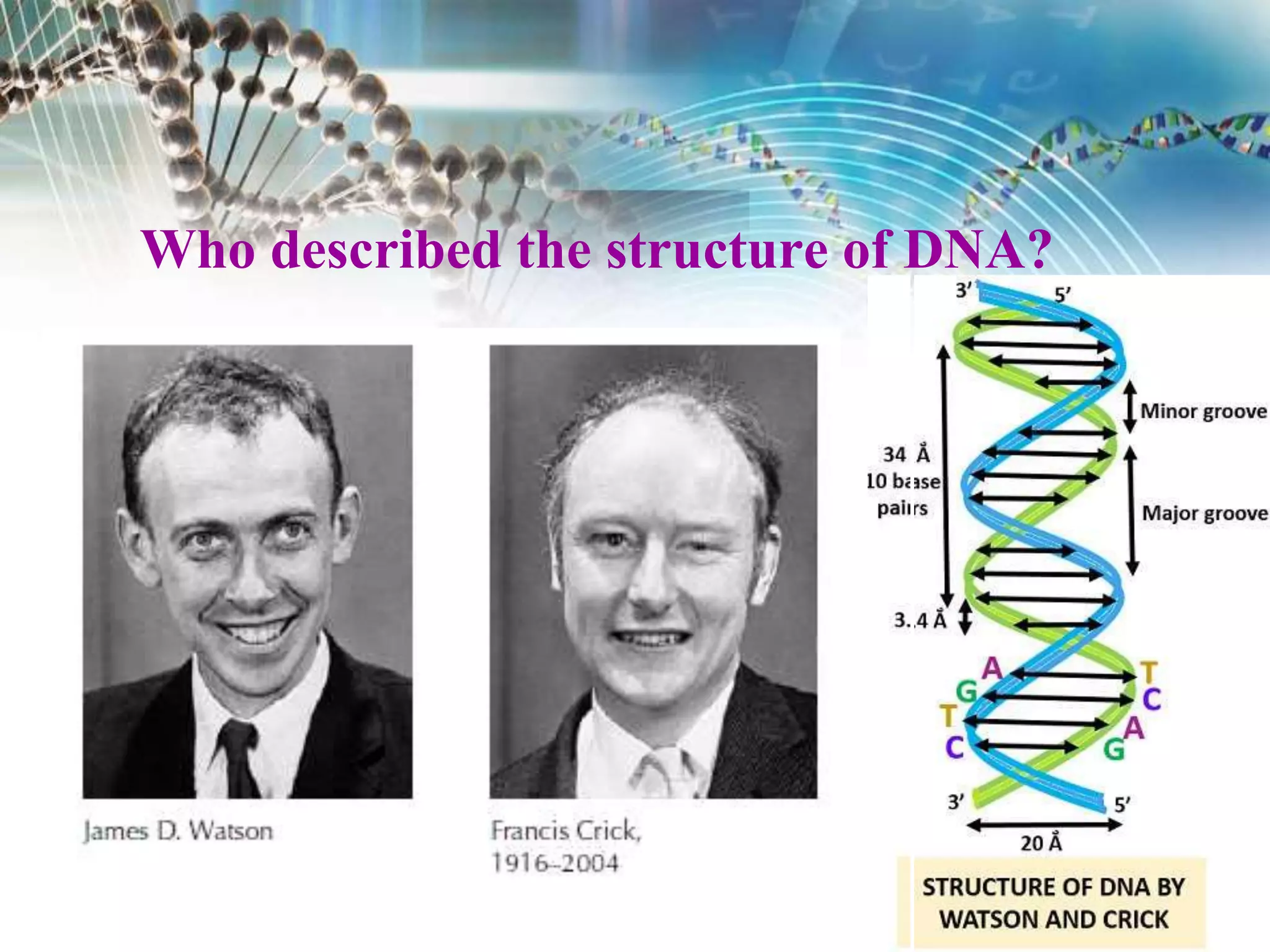 Structure of DNA | PPT