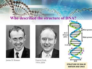 Structure of DNA | PPT
