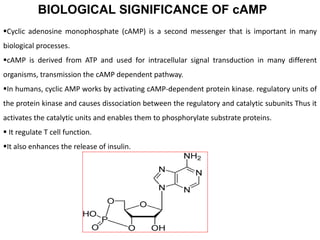 Biomolecules.ppt