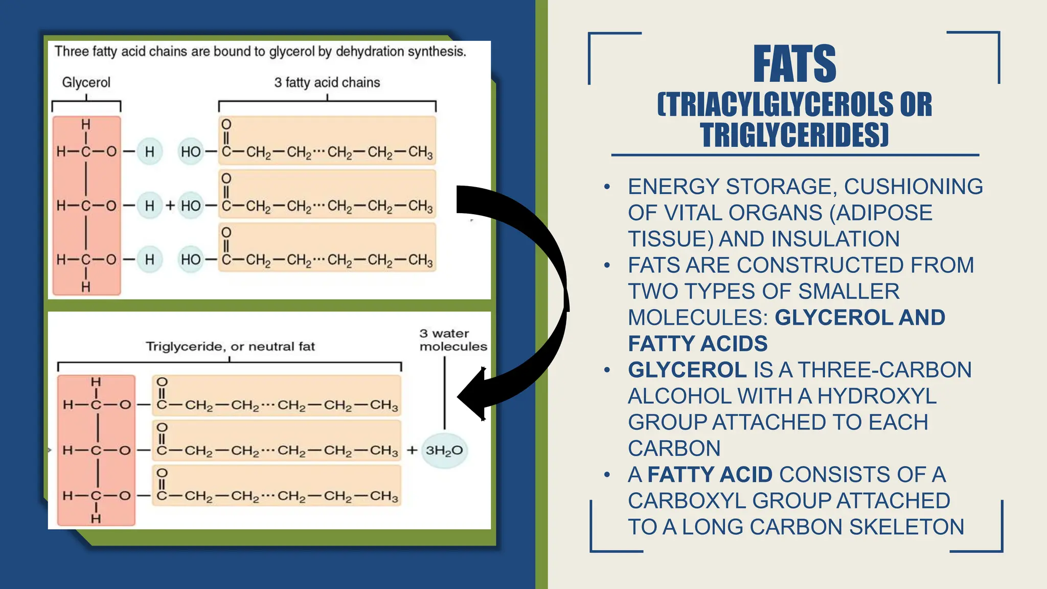 Biomolecules.pptx