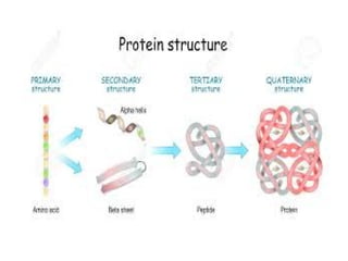 BIOMOLECULES_CLASS 11 PRIYA JHA KVS.pptx