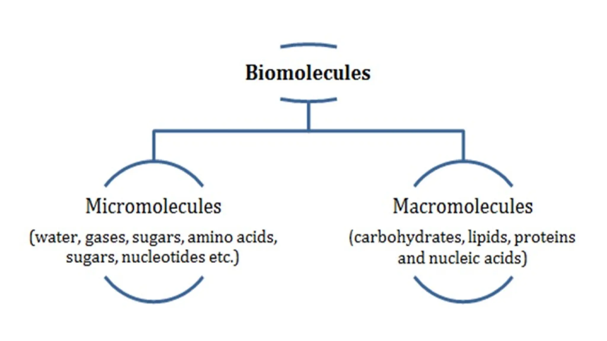 Biomolecules........................pptx