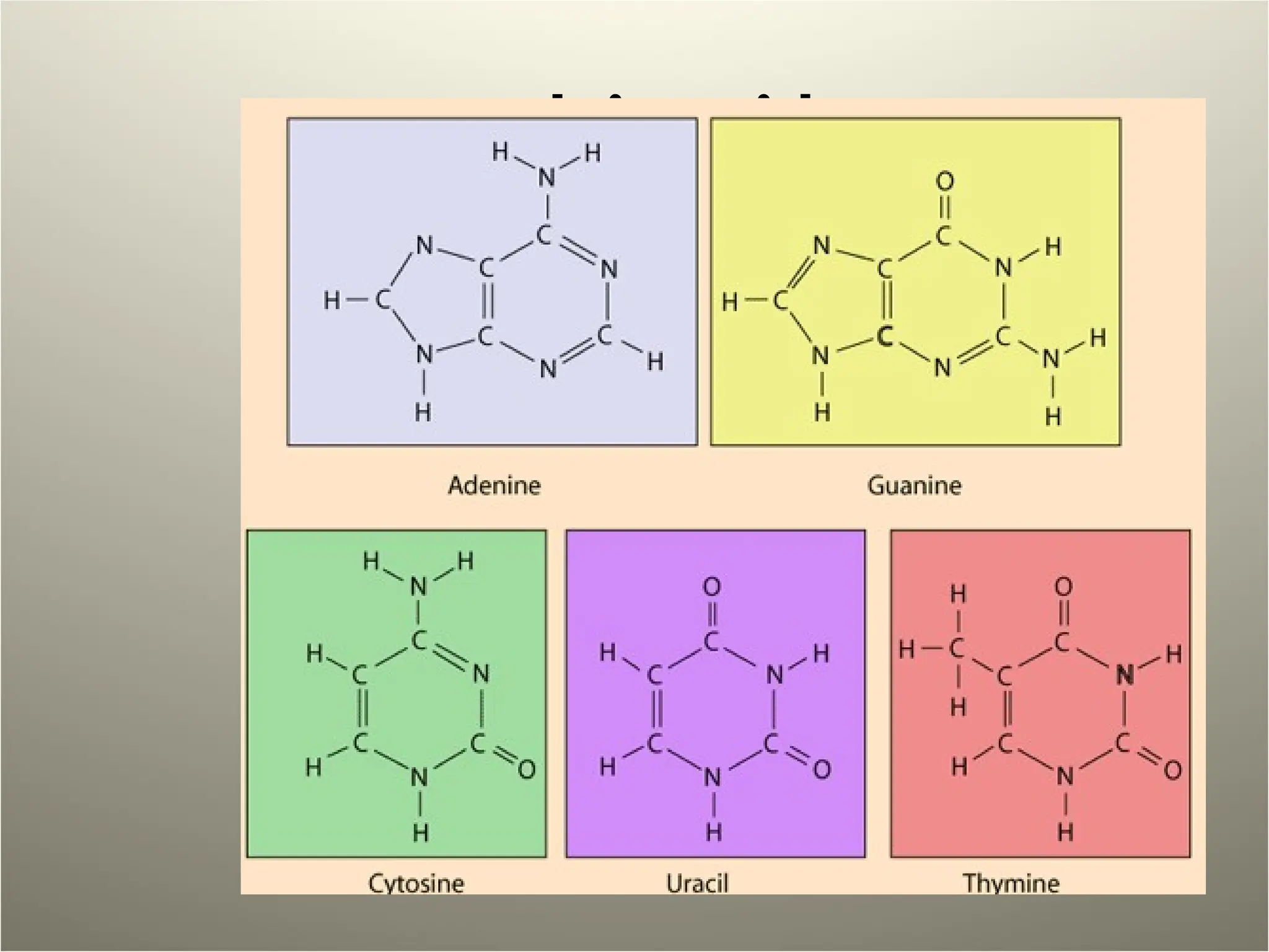 Biomolecules (The Molecules of Life.ppt