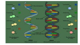 Biomolecules (Carbohydrates, Lipids, proteins & nucleic acids).pptx