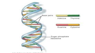Biomolecules (Carbohydrates, Lipids, proteins & nucleic acids).pptx