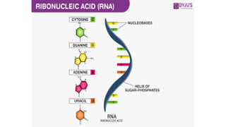 Biomolecules (Carbohydrates, Lipids, proteins & nucleic acids).pptx