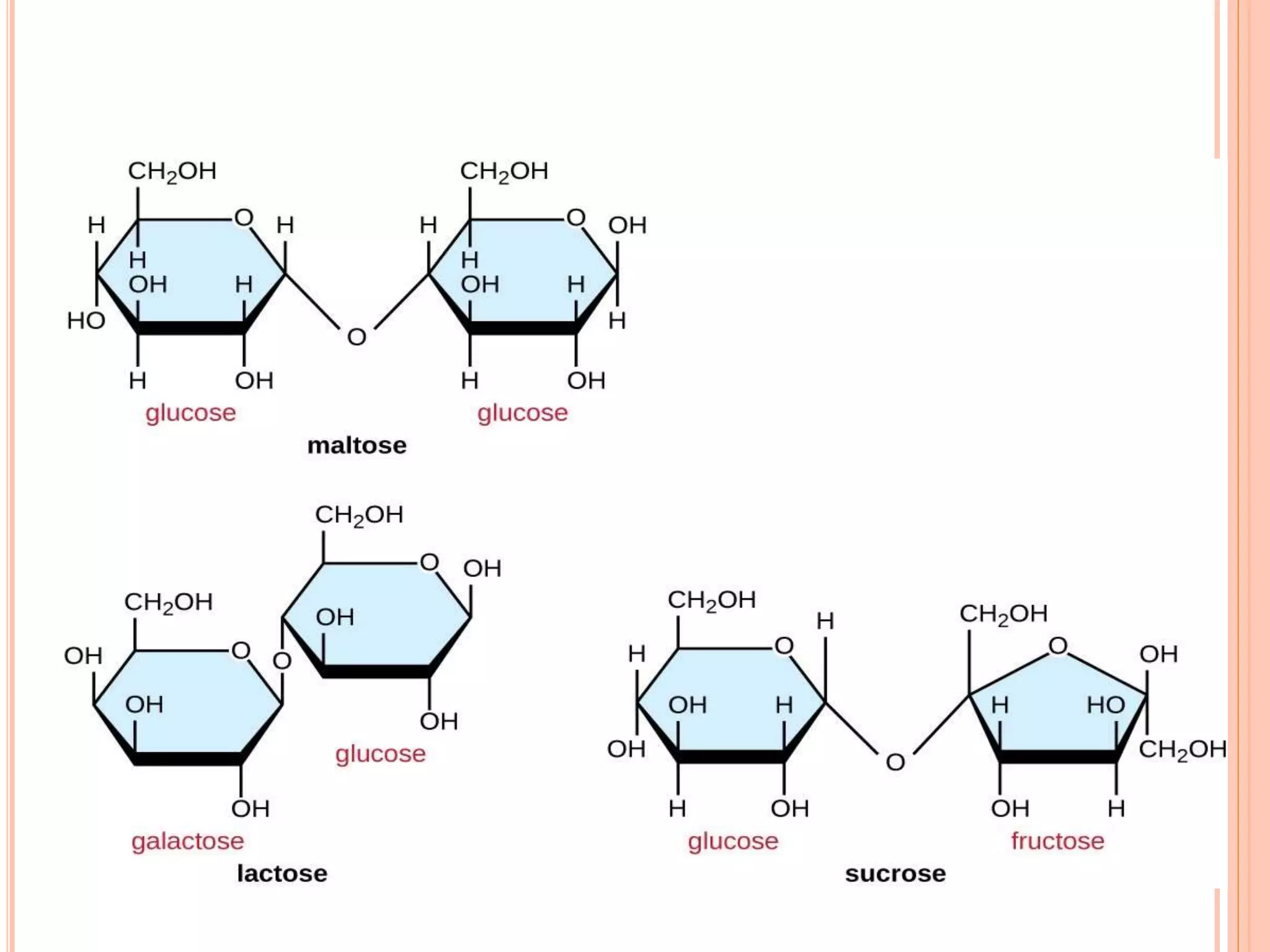 Biomolecules carbohydrates, lipids, nucleic acid | PPTX