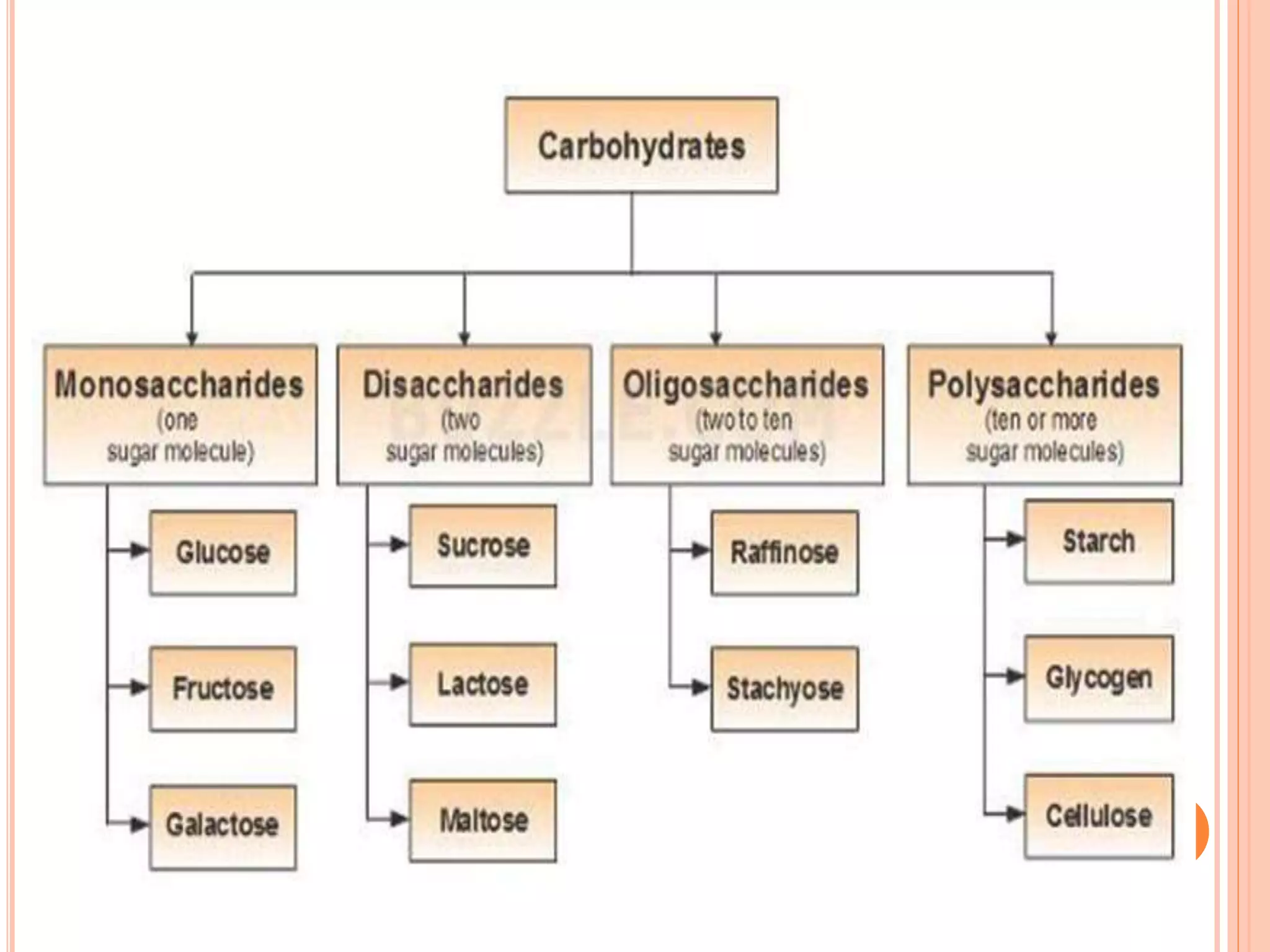 Biomolecules carbohydrates, lipids, nucleic acid | PPTX