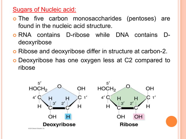 Biomolecules carbohydrates, lipids, nucleic acid | PPTX