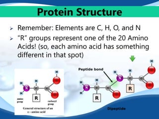 4 macromolecules- the BIOMOLECULES OF LIFE.pptx