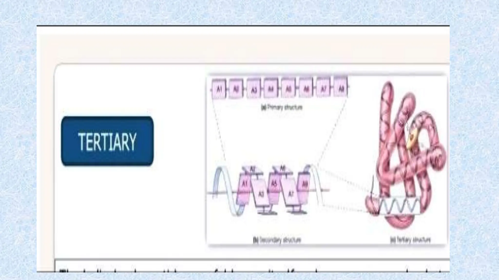 Introduction about Biomolecules - I or Macromolecules introduction | PPT