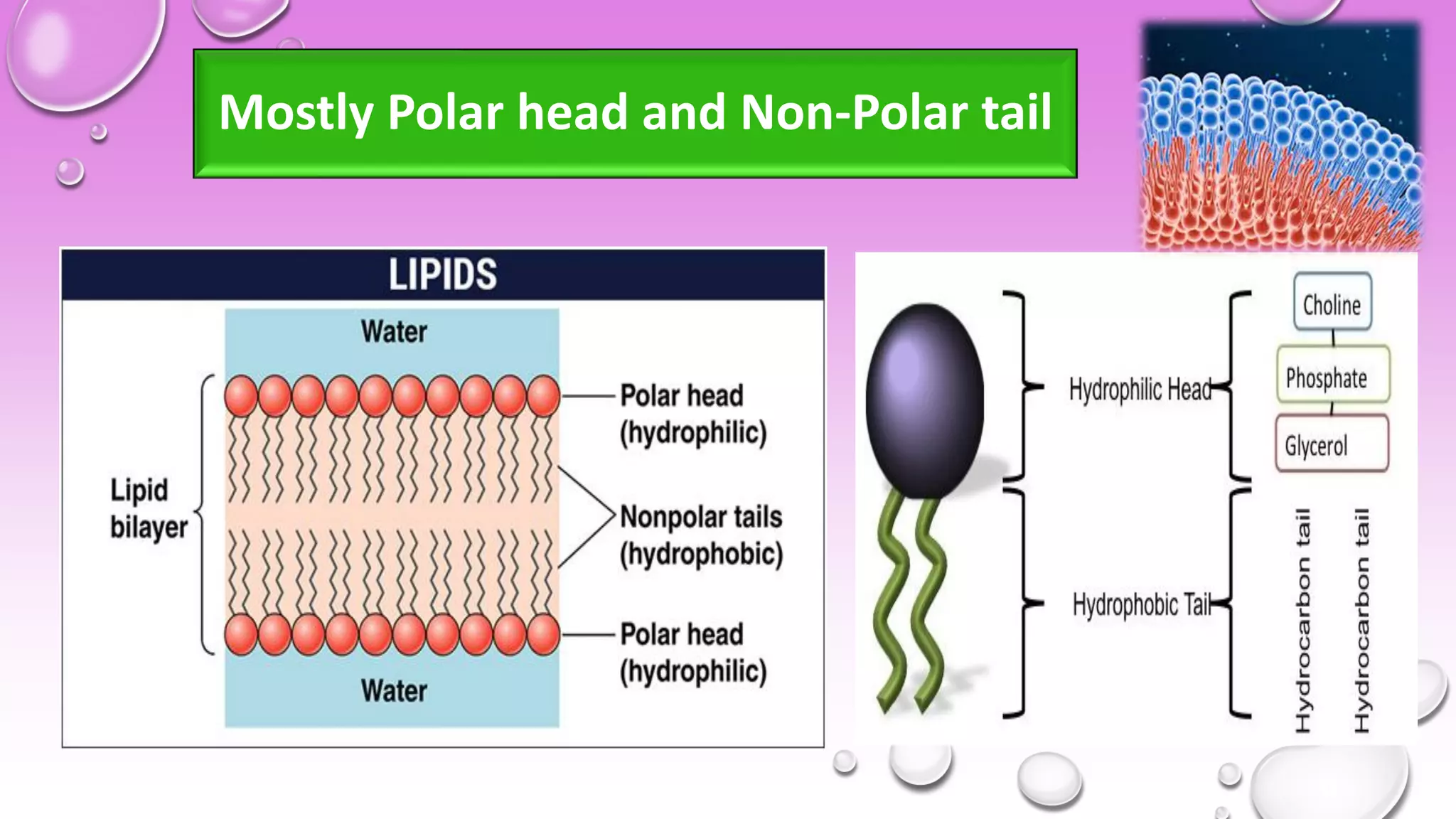 Biomolecules ; LIPIDS | PDF