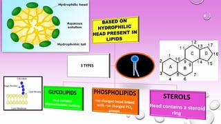 Biomolecules ; LIPIDS | PDF