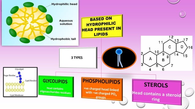 Biomolecules ; LIPIDS | PDF | Chemistry | Science