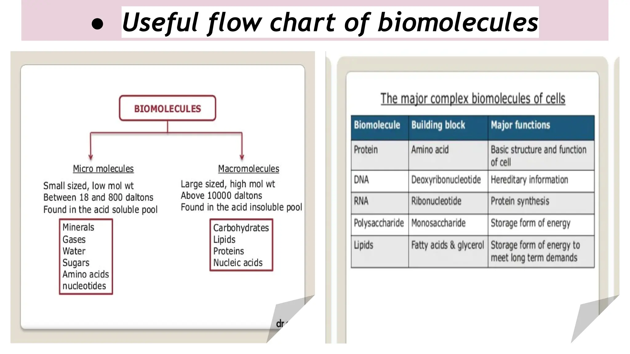 Biomolecules , A living molecules (1).pdf