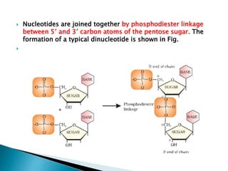 Biomolecules (chapter 12 chemistry) | PPTX
