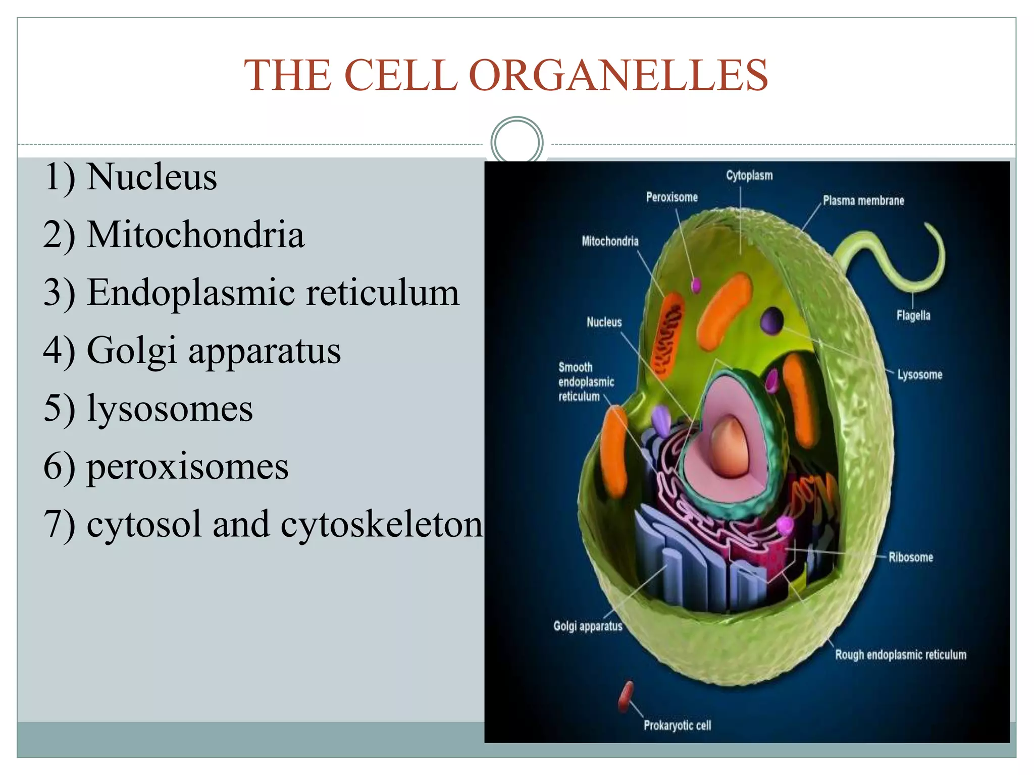 Biomolecules and the cell MEMBRANE, TRANSPORT SYSTEM | PPTX