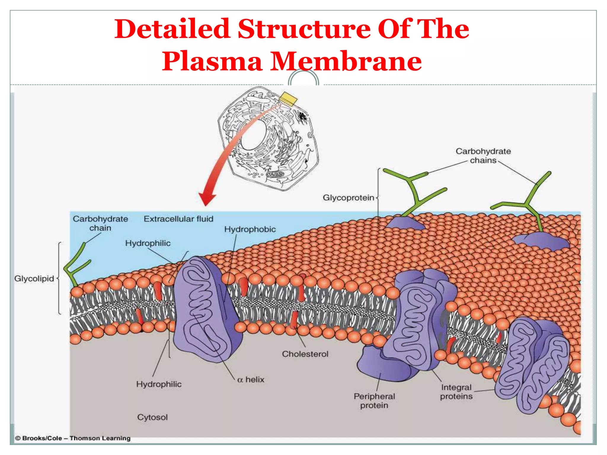 Biomolecules and the cell MEMBRANE, TRANSPORT SYSTEM | PPTX