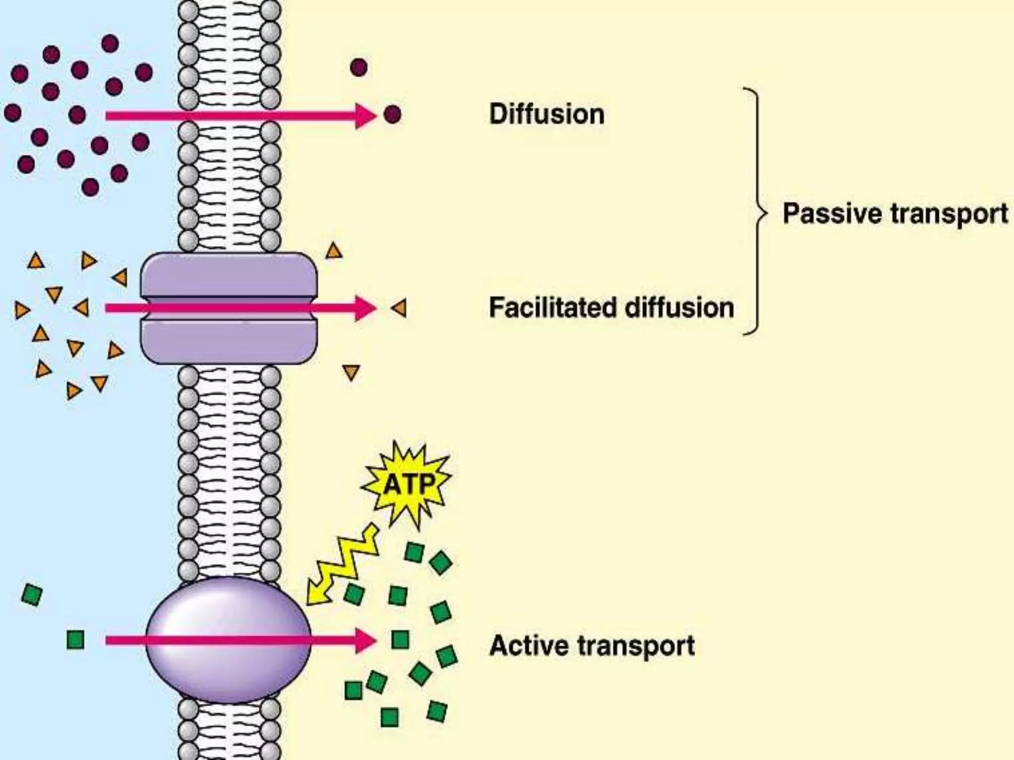 Biomolecules and the cell MEMBRANE, TRANSPORT SYSTEM | PPTX