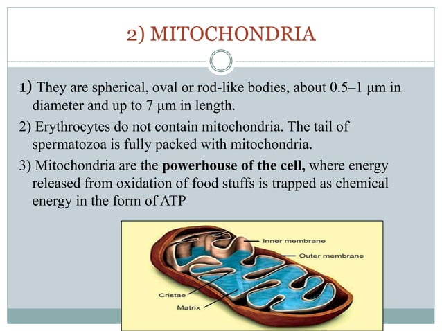 Biomolecules and the cell MEMBRANE, TRANSPORT SYSTEM | PPTX ...