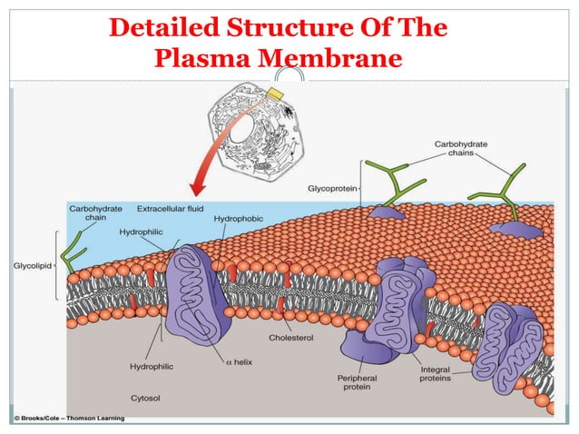 Biomolecules and the cell MEMBRANE, TRANSPORT SYSTEM | PPTX ...