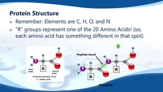 Biomolecules physical science. Macromolecules | PPTX
