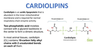 Biomolecules lipids | PPT