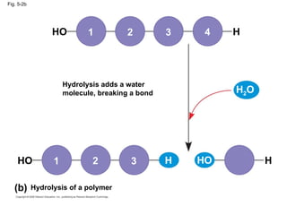 Biomolecules macromolecules | PPT