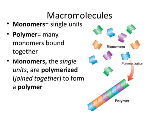 Polymers And Monomers Of Macromolecules