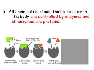 Biomolecules macromolecules | PPT