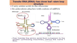 Biomolecules Nucleic acid 2 presentation | PPT