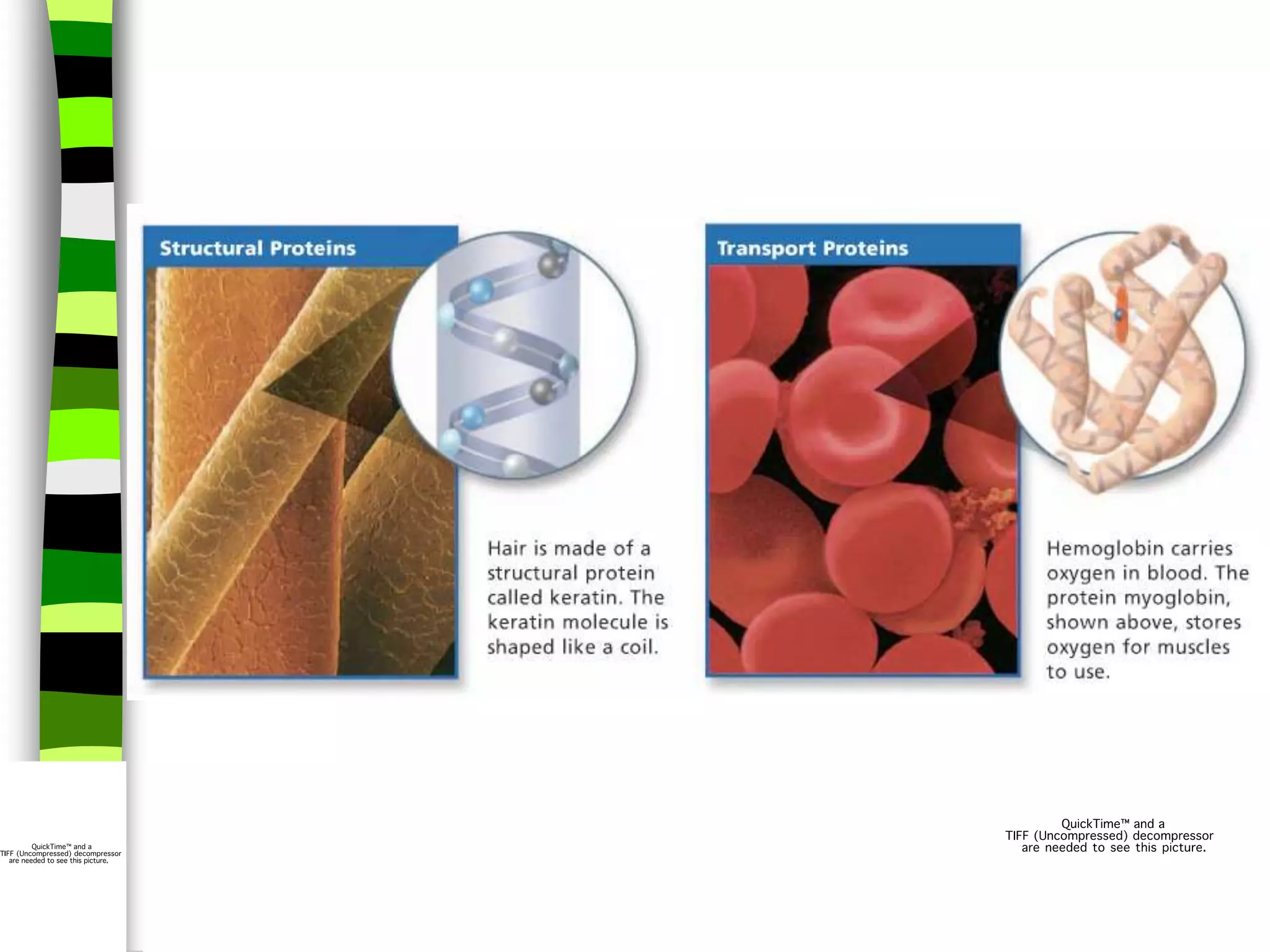 Biomolecules ppt.pptx