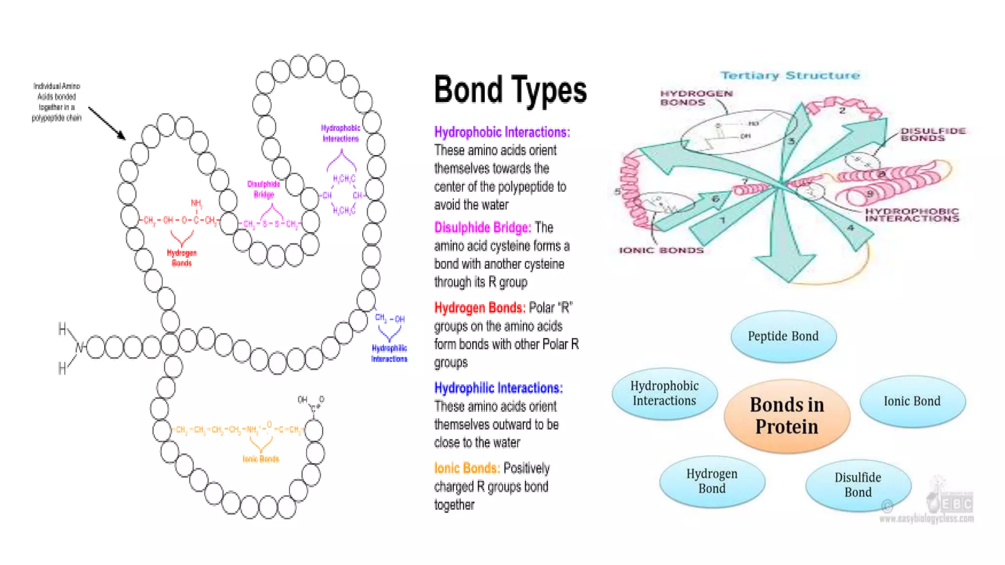 Biomolecules previous years solve | PPTX