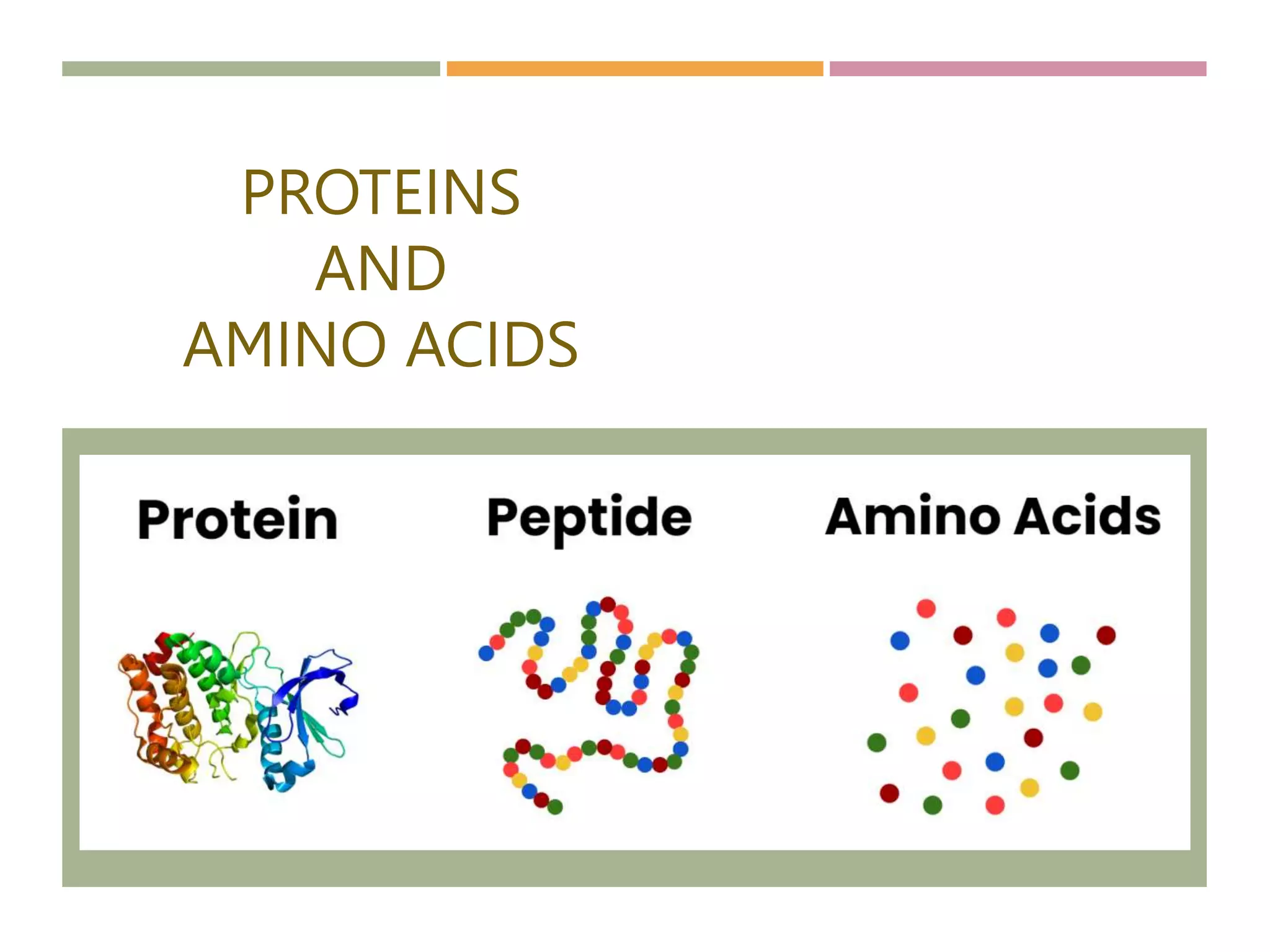 Biomolecules Proteins and Amino Acids.pptx