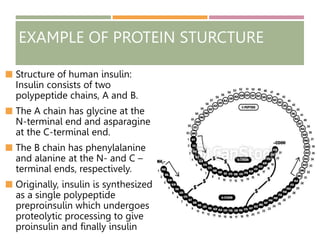 Biomolecules Proteins and Amino Acids.pptx